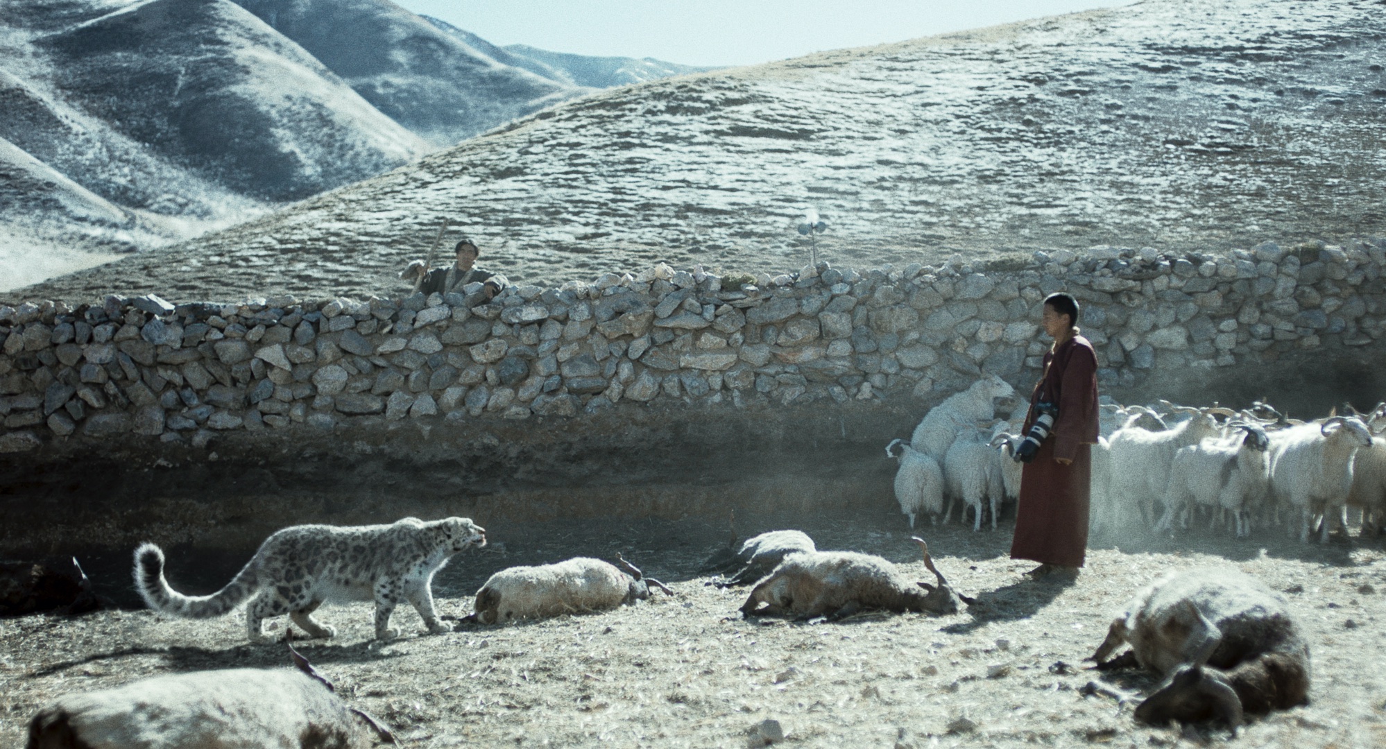 LE LÉOPARD DES NEIGES | Critique du film de Pema Tseden